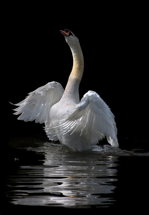 La Senda de las Ocas y Cisnes Salvajes. Galería. Kababelan Blog