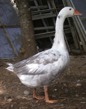 La Senda de las Ocas y Cisnes Salvajes. Galería. Kababelan Blog