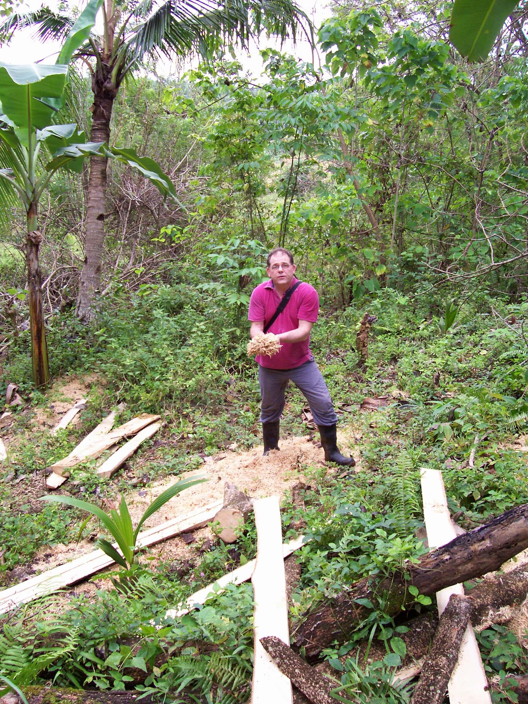 KahoyTreeSpeciesPage