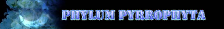 Phylum Pyrrophyta