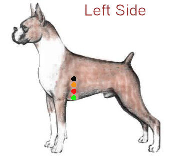 Holter Monitor Instructions