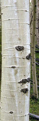 Sandra Beache - Home Page