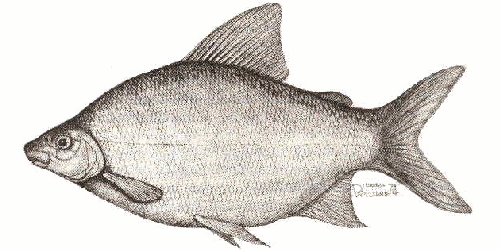 KAS - Chapter 6 - Chessa