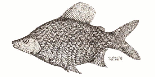 KAS - Chapter 6 - Nkupe