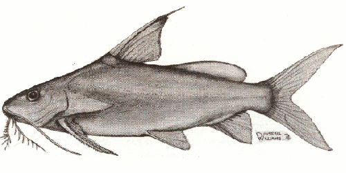 KAS - Chapter 6 - Squeakers