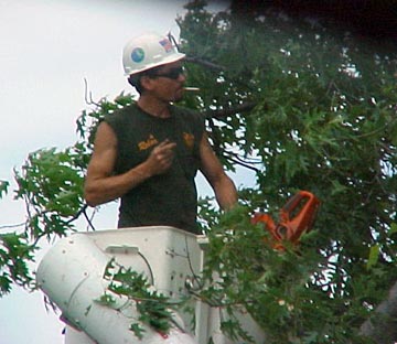 Tree Surgeon