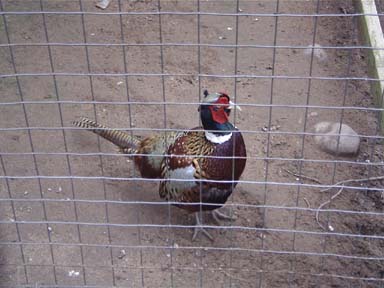 Slightly Amusing Pics