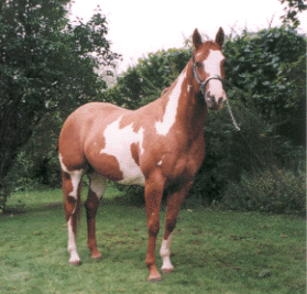 The American Paint Horse