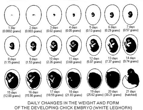 Embryo Development