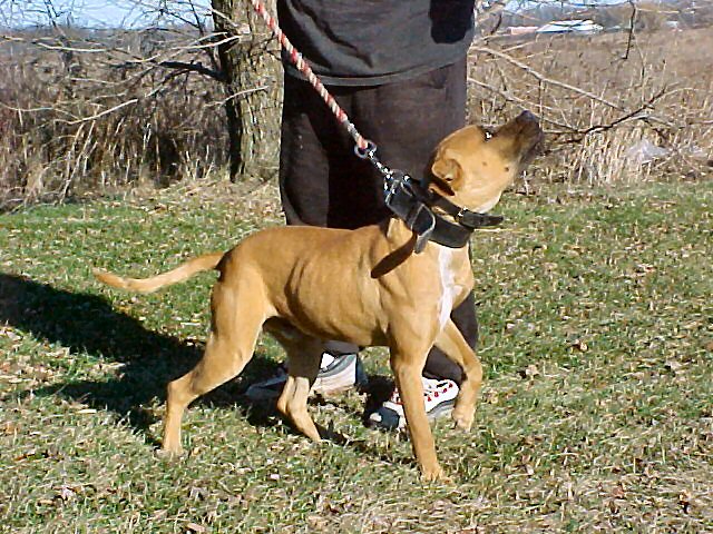 Dead Sled Kennels-Studs