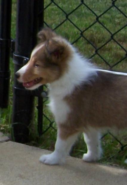 Ohio Sheltie Breeder