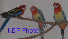 Eastern Rosella