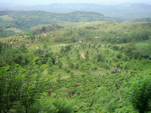 Rakwana - JungleKey.in Image