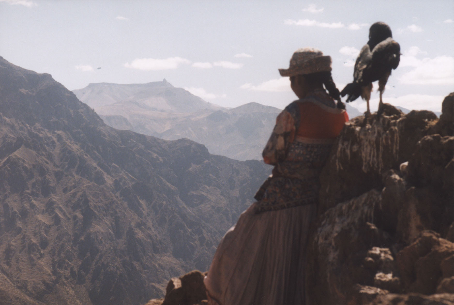 For Shadow, The Condor and the Dolphin