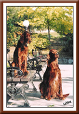 Killarney Irish Setters