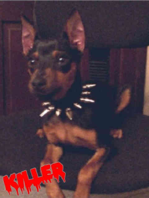 Killer - The Amazing Min-Pin