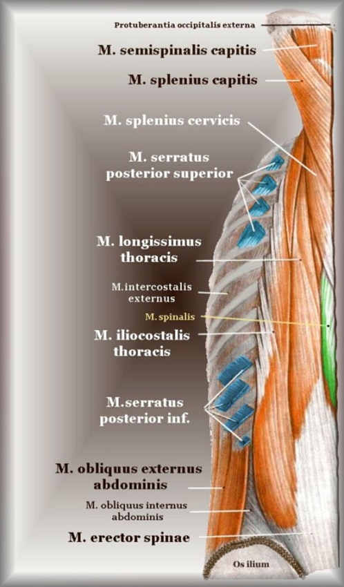Autochtone Rückenmuskulatur