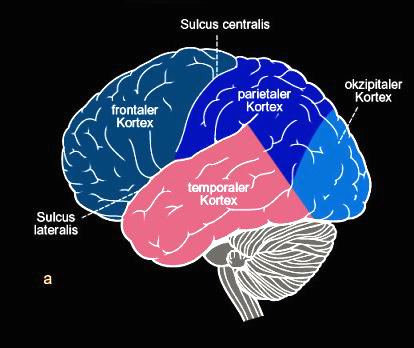 Gliederung des linken Neokortex und seiner Assoziationsbahnen
