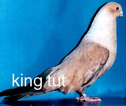 Blue velvet (Azrak Katia) 2