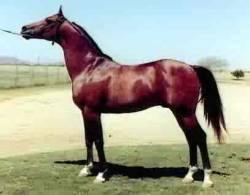 Bask Arabian Horse TABAVKA | Arabian Essence TV