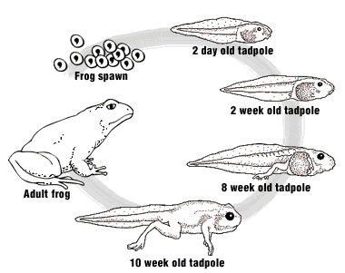 Blue Dart Frog Life Cycle