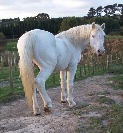 Lonsdale Moonwind