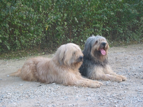Keltainen ja sininen sapsali. Yellow and Blue Sapsaree. © www.sapsaree.org