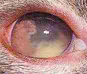 Uveitis - Kota Eye Hospital