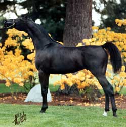 index [www.geocities.ws]