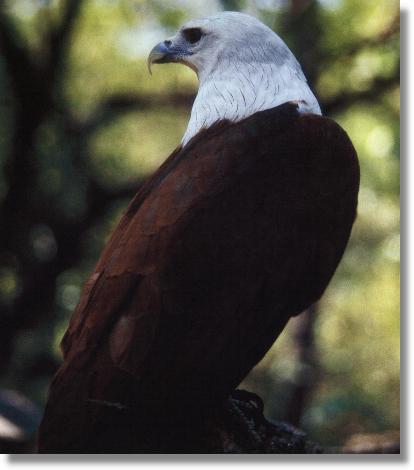 brahminy_kite