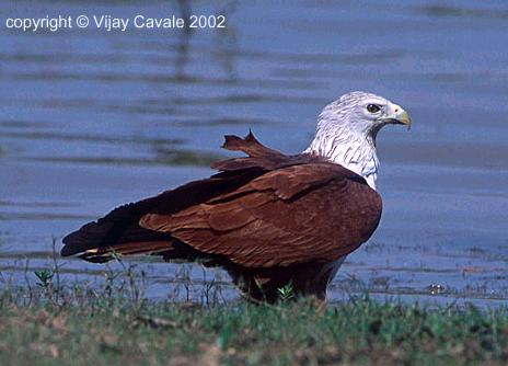 brahminy_kite