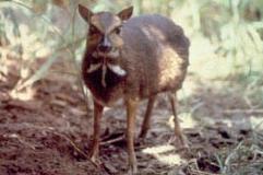 palawan mouse deer