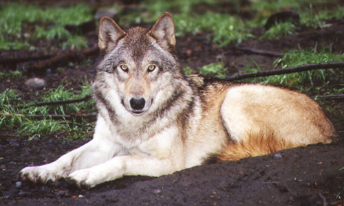Brown and Gray Wolf Gallery
