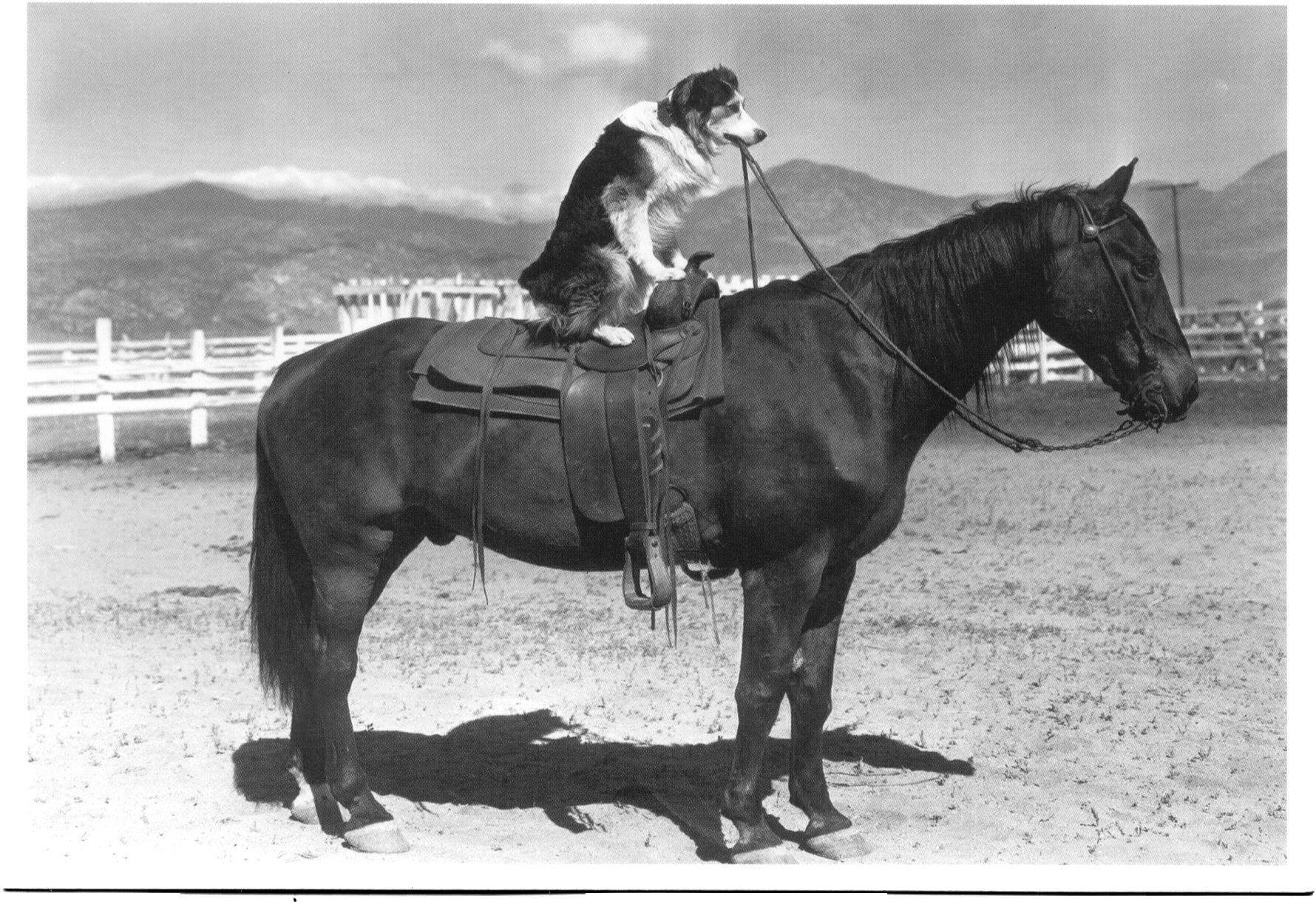 The Lazy Coyote Ranch and Wild Horse Rescue Home Page