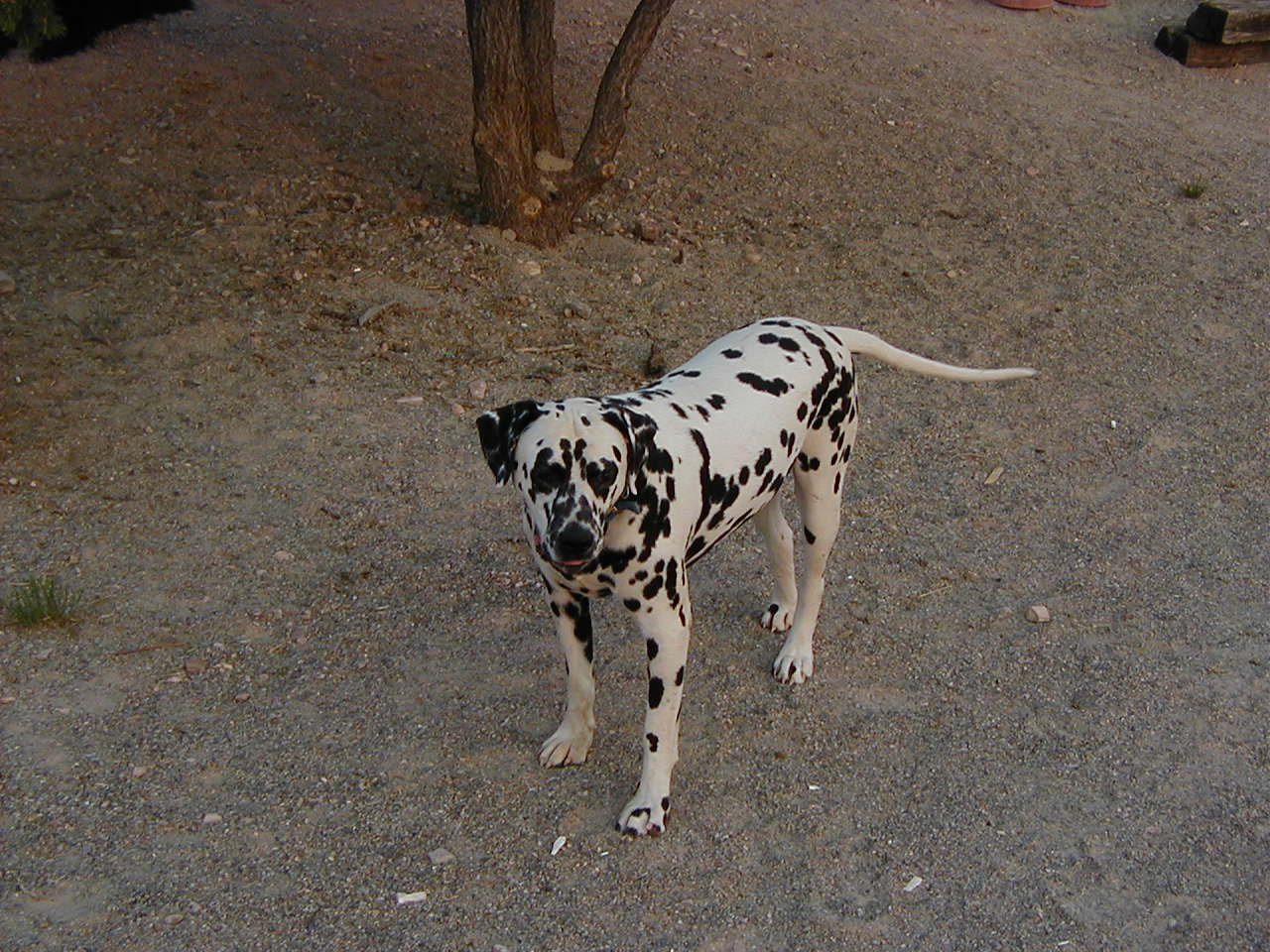 The Lazy Coyote Ranch Photo Page