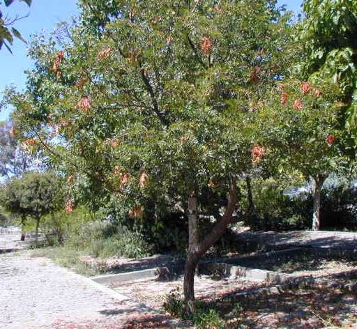 Tara powder. Tara en polvo