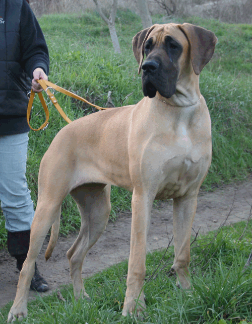 Grand Danois Arlequin Fauve Reste De Dispo Pour Réservation Sur Les 2