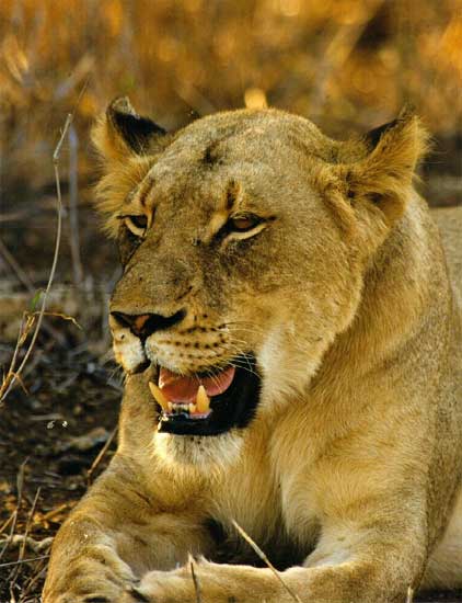 Mapulana, Mapulaneng and the history of my people.