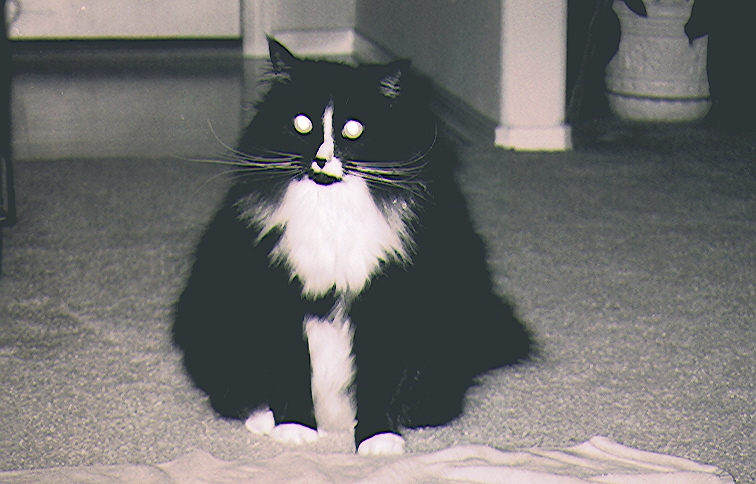 Dice's kitty named Binx