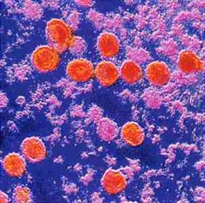 Figuur 2 :Het HTLV-virus