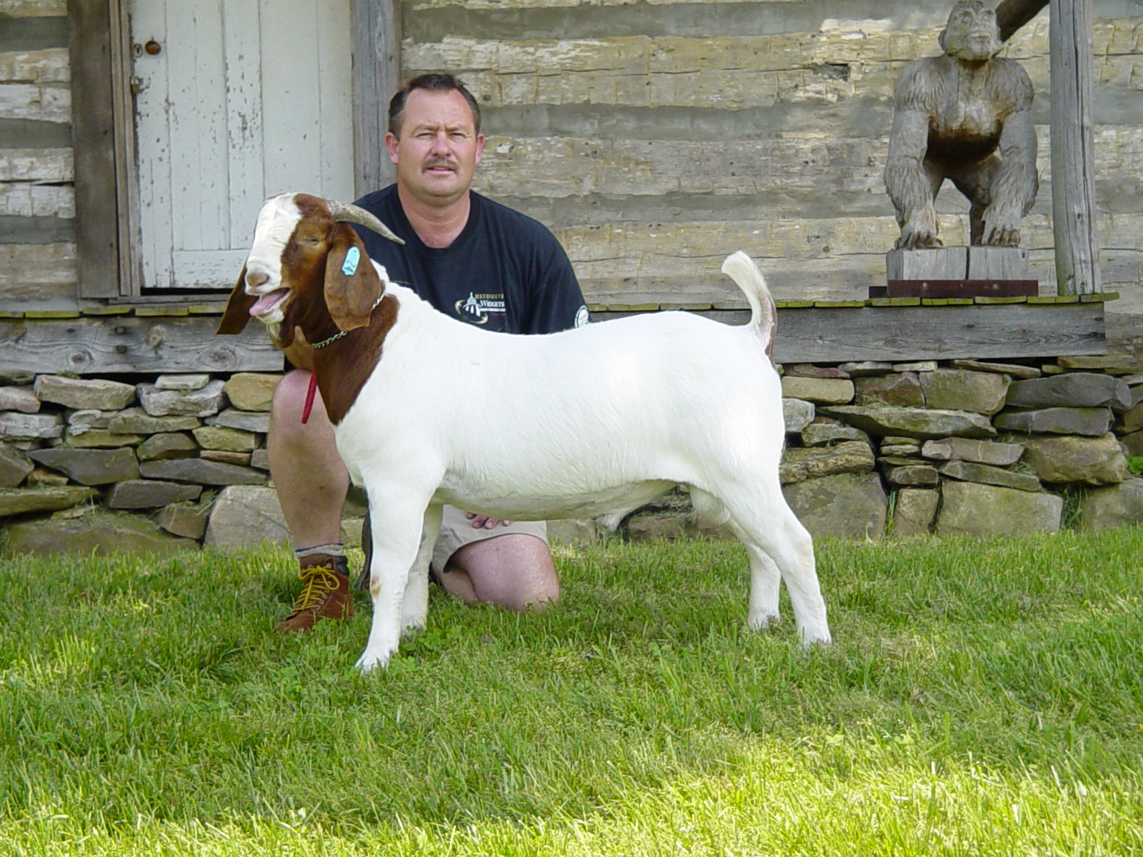 Limpopo's Boer Goats