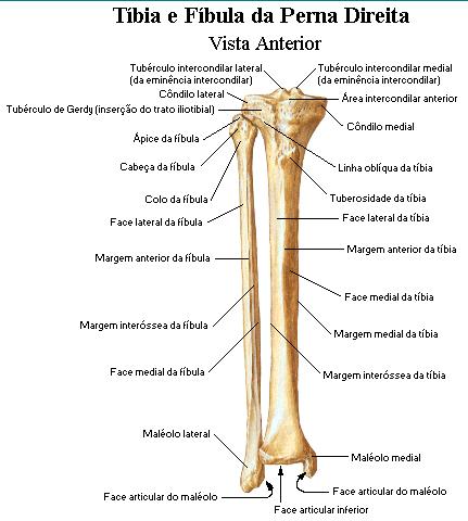 EDUCAÇÃO FÍSICA E SAÚDE: ESTRUTURA E IMAGENS DOS PRINCIPAIS OSSOS