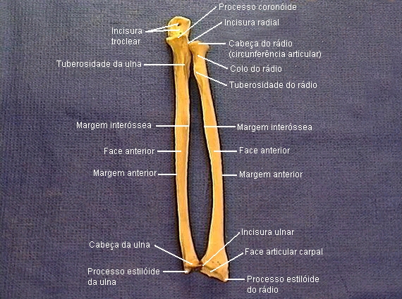 FTO-UFMG Home Page - Esqueleto