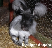Lindas Lantbruk - kaniner