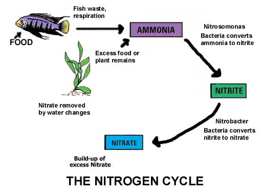 The Nitrogen Cycle - New Tank Syndrome