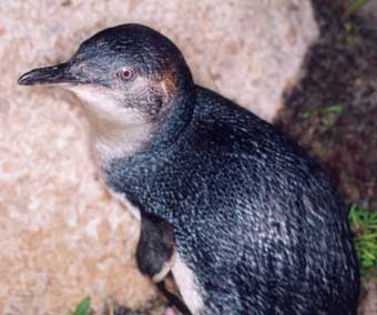 Free photographs of australian fauna,frog, antechinus, birds, fish kill ...