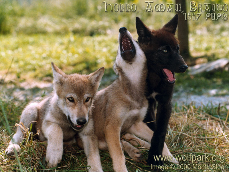 Wolf Pups