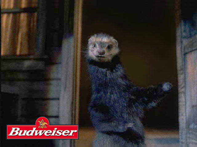 The Budweiser Ferret