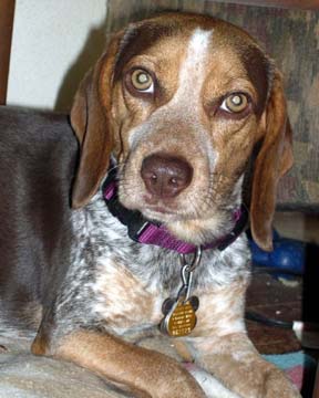 Beagles available for adoption