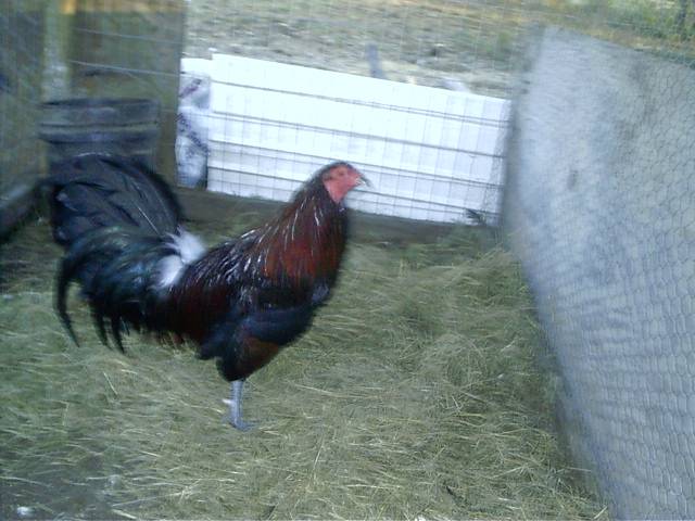 Blueface Hatch Hen